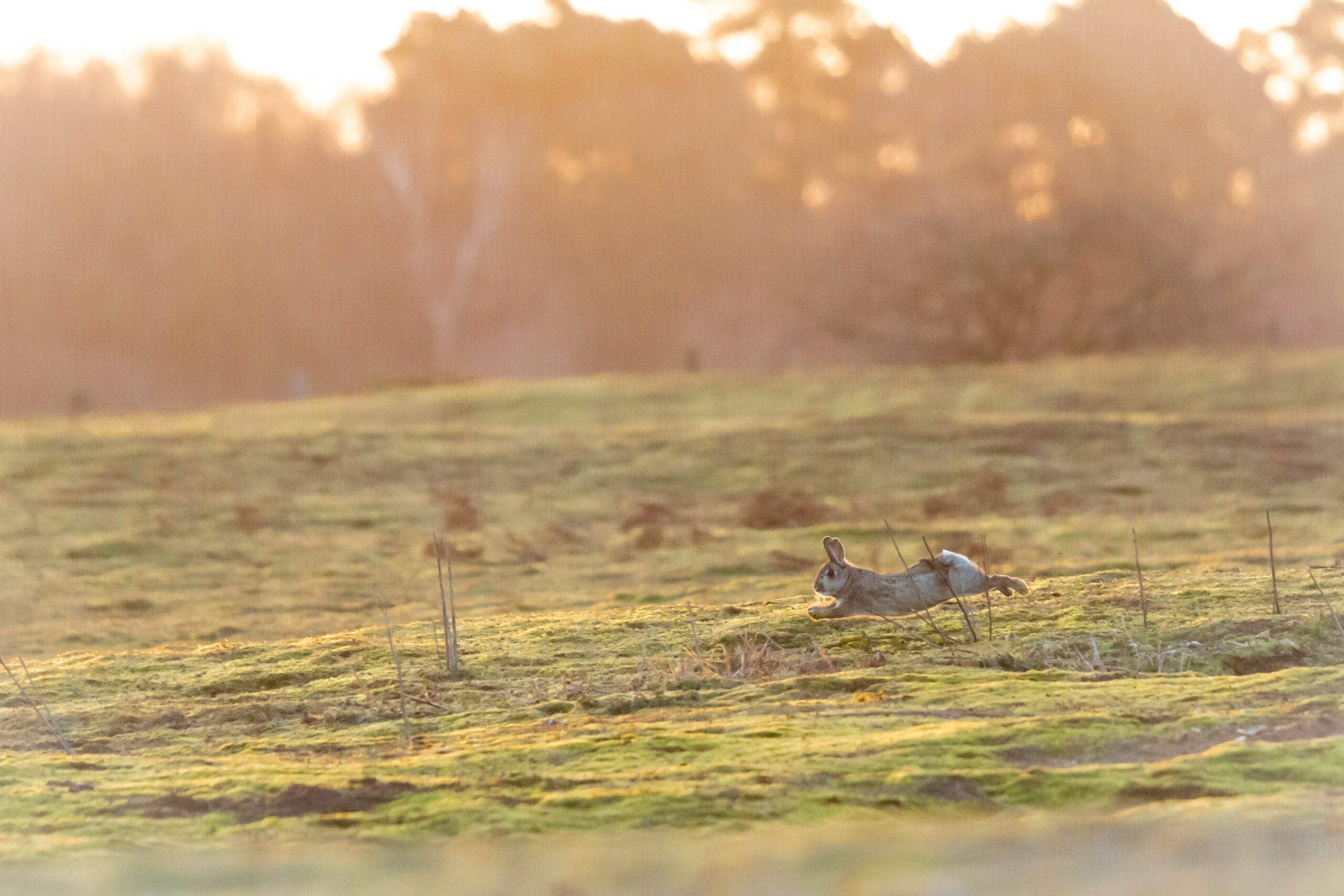 East Wretham Heath - Be Norfolk